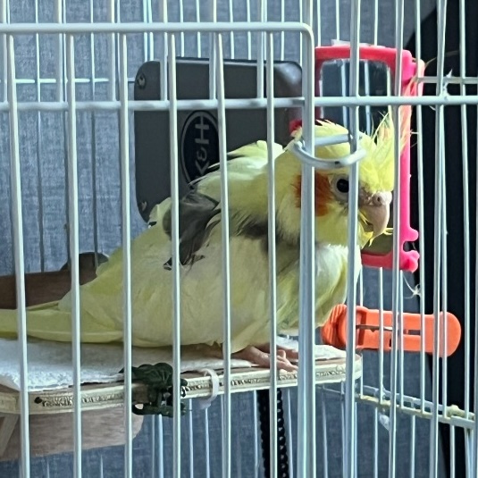 Become A Mickaboo Angel | Mickaboo